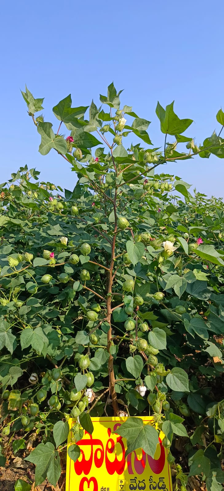 Veda Seeds Platinum BG II Cotton Hybrid Seeds | Platinum BG II Best ...